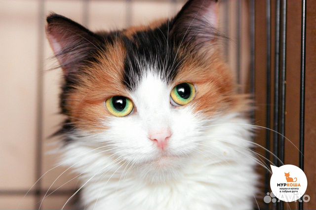 Куршавель очаровательная зеленоглазая мадам