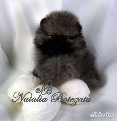 Померанский шпиц мальчик