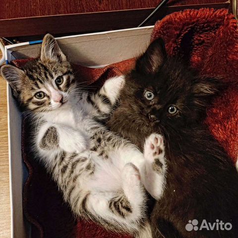 Котята невская маскарадная, сибирская