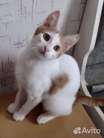 Котенок мальчик в добрые руки