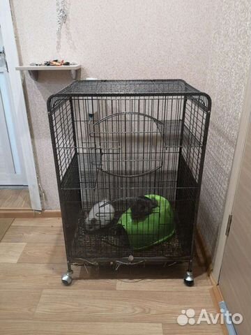 Шиншиллы с клеткой
