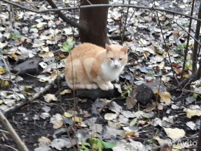 Кот Рыжик