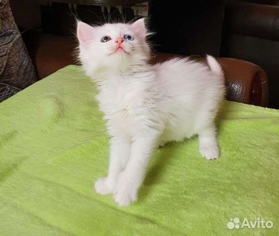 Кошка в дар