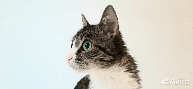 Идеальный спокойный друг кошечка Дуся