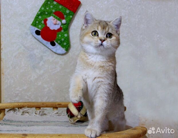 Кирель - золотистая тикированная кошечка