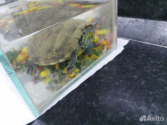 Черепаха с аквариумом