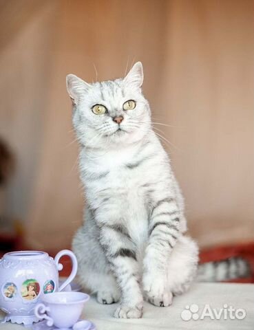 Британская шиншилла Леди Ди в дар