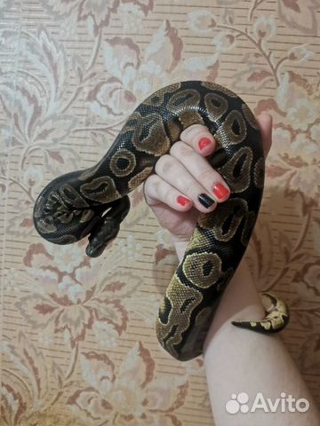 Лучший подарок змея новый год