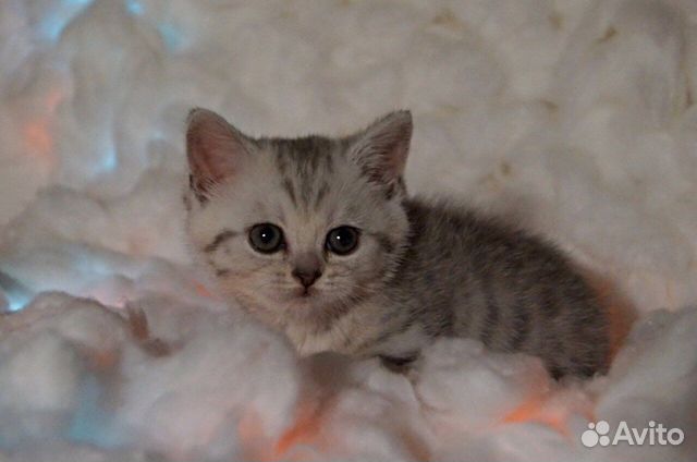 Британская прямоухая девочка