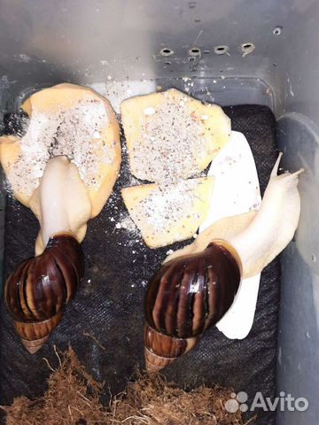 Улитки ахатины альбино