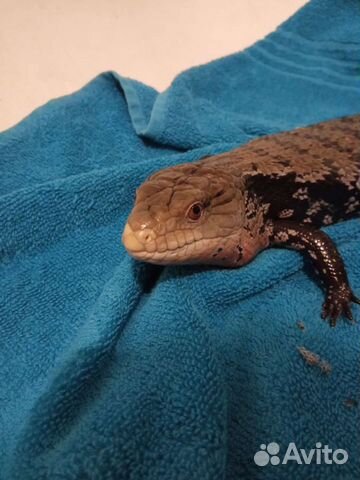 Синеязыкий сцинк