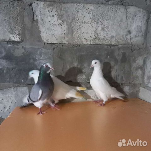 Бакинские голуби