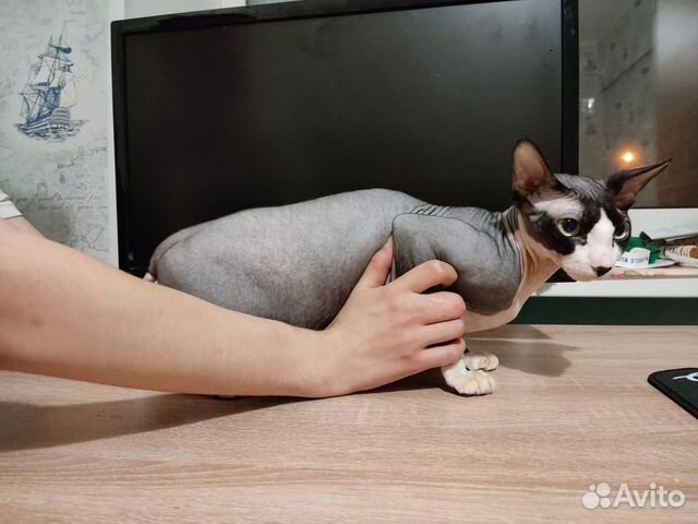 Канадский сфинкс