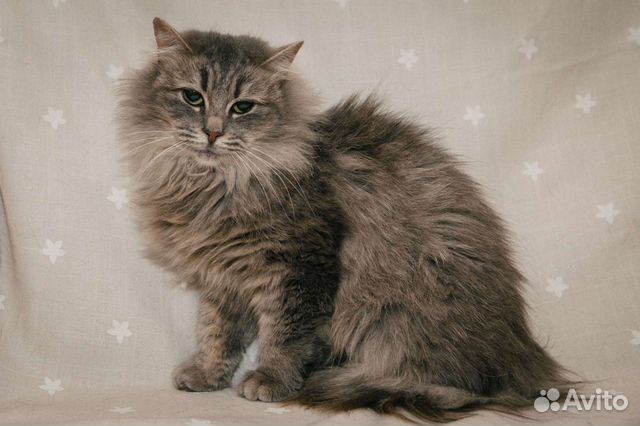 Кошка ищет дом