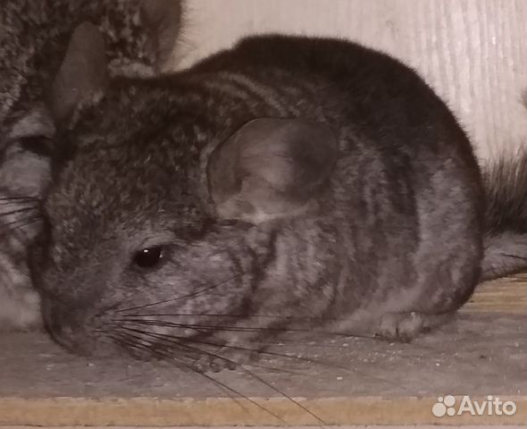 Шиншилленок,девочка,стандарт на нф,2мес