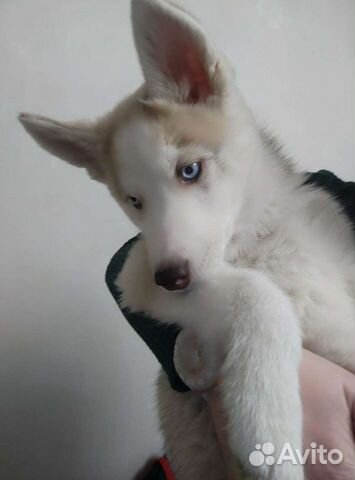 Сибирский хаски