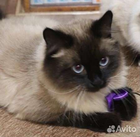 Тайский котик в добрые руки