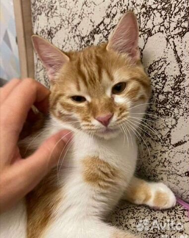 Рыжулька Ищит Новый Дом и Добрые Ручки