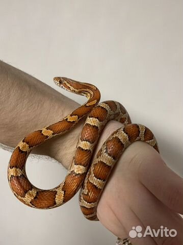 Маисовый полоз Нормал гет scaleless