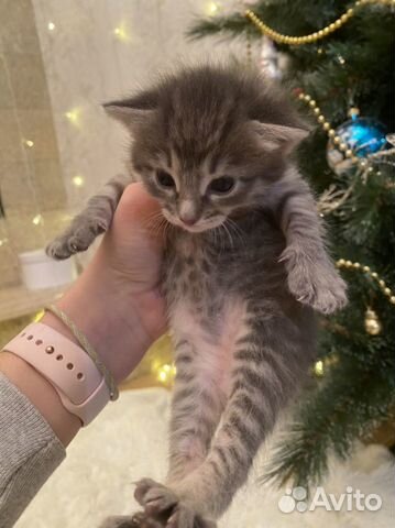 Серый котенок