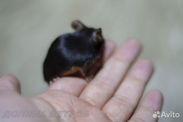 Мышки черные таны самцы