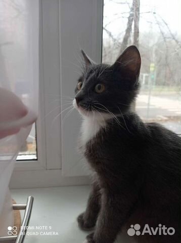 Кошка в дар