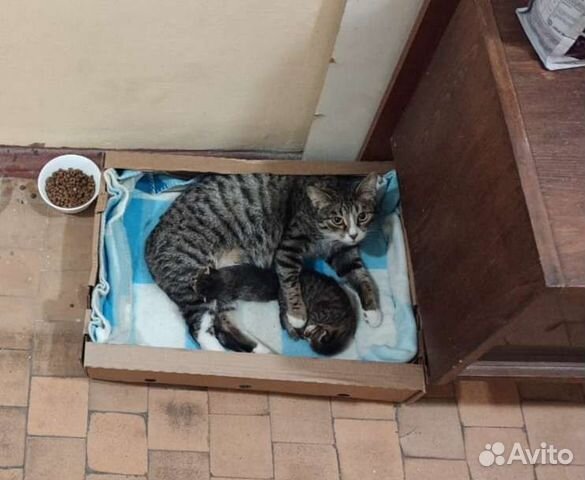 Кошка и 2 котенка в дар