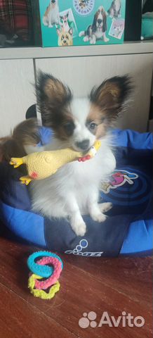 Щенки папийона