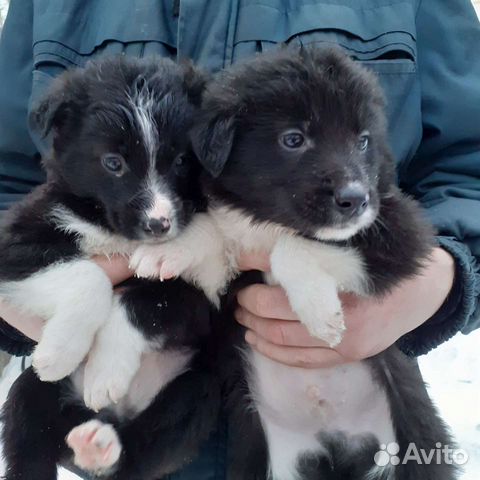 Собака