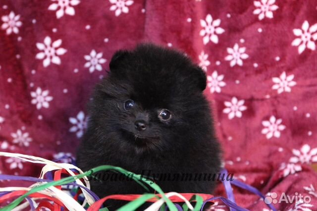 Карликовая девочка шпиц