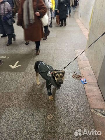 Щеночек овчарки малыш бросили В метро умер хозяин