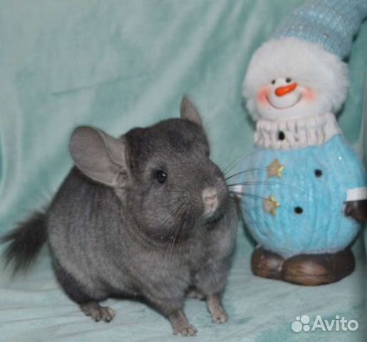 Шиншилла девочка 3 месяца