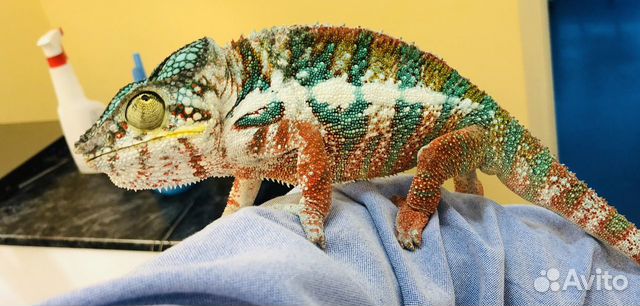 Пантеровый хамелеон