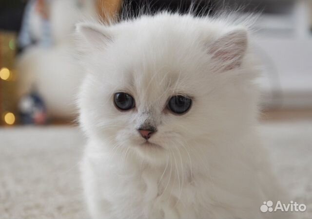 Снежные британские котята шиншиллы