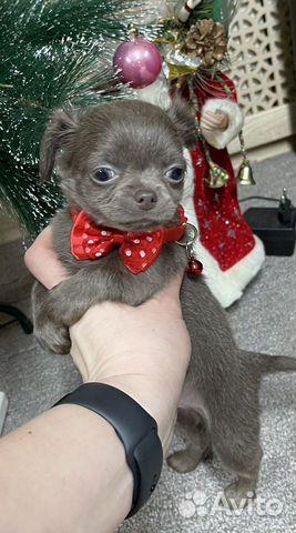 Лиловый дш щенок чихуахуа