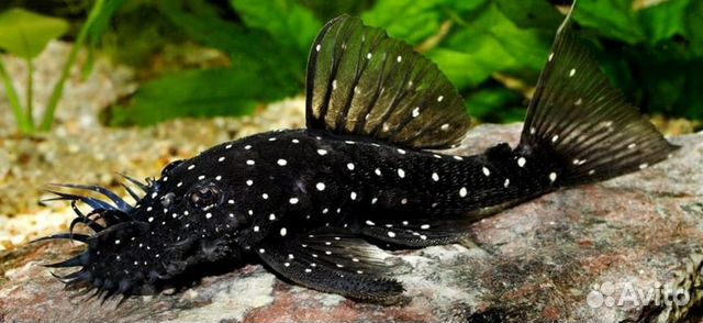 Аквариумные рыбки (сомики) отдам бесплатно