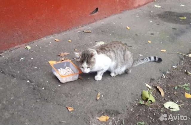 Молодой котик замерзает на улице
