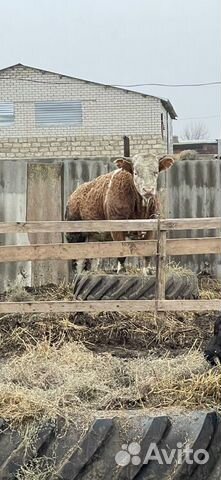 Бычок сементал и казахский белоголовый