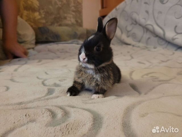 Декоративные крольчата