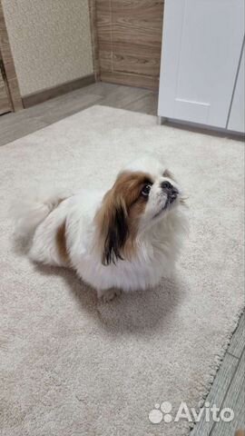 Ши-тцу бесплатно