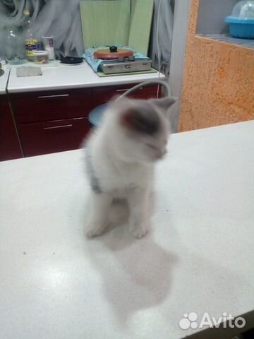 Кошка в дар