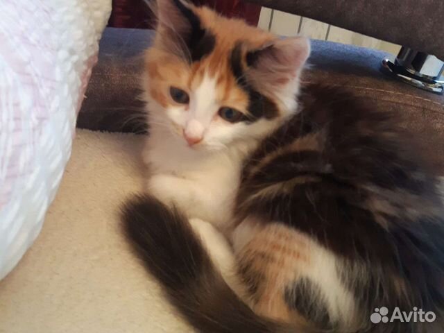 Кошка