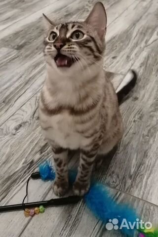 Бенгальская кошечка