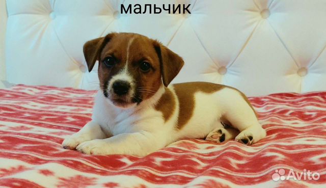 Джек Рассел терьер