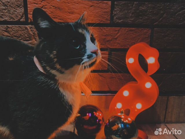 Кошка