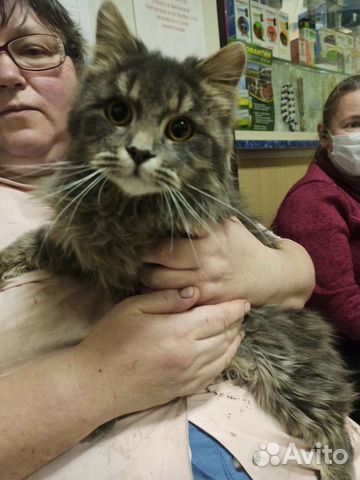 Очень красивый пушистый котенок, 6 месяцев примерн