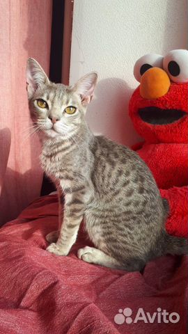 Оцикет котята