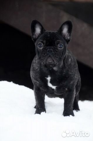 Гном с бантиком