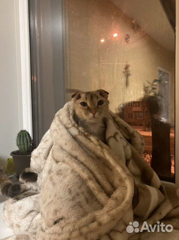 Кошка для вязки