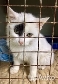 Симпатичный котенок Дениска в Ваши Добрые руки)